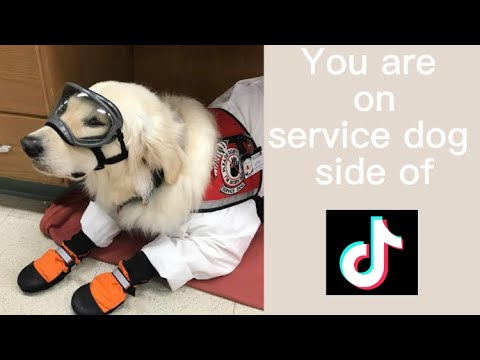 You’re on service dog side of TikTok! - YouTube