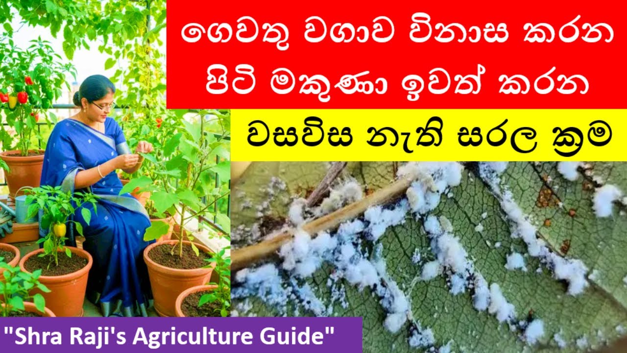 ගෙවතු වගාව විනාස කරන පිටි මකුණා ඉවත් කරන වසවිස නැති සරල ක්‍රම | Piti ...