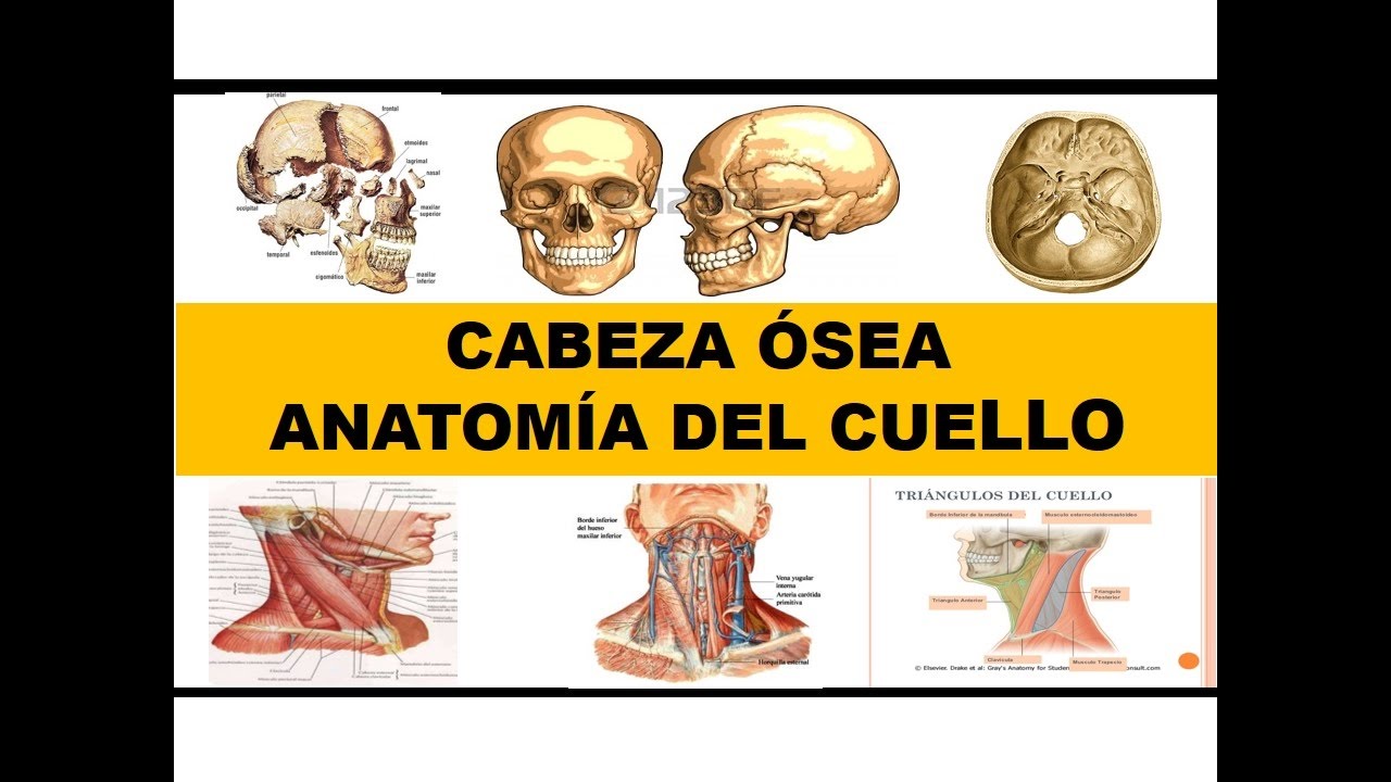 "CABEZA ÓSEA - ANATOMÍA DEL CUELLO" - YouTube
