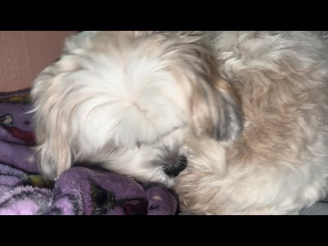 asmr dog cleaning/licking.