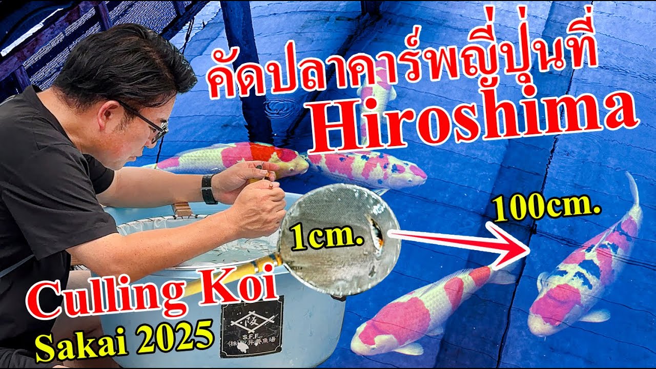 คัดปลาตัวเล็ก Culling Koi เพาะพันธุ์ปลาคาร์พญี่ปุ่น Sakai Breeding ...