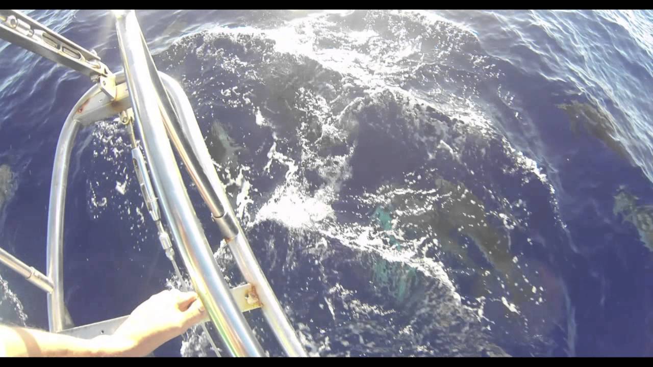 delfinai 1 - YouTube