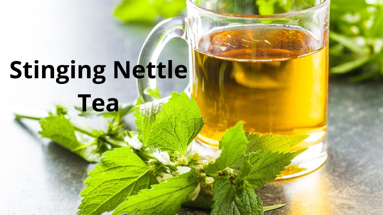 Uncover the Health Benefits of Stinging Nettle Tea: The Ultimate Guide - YouTube