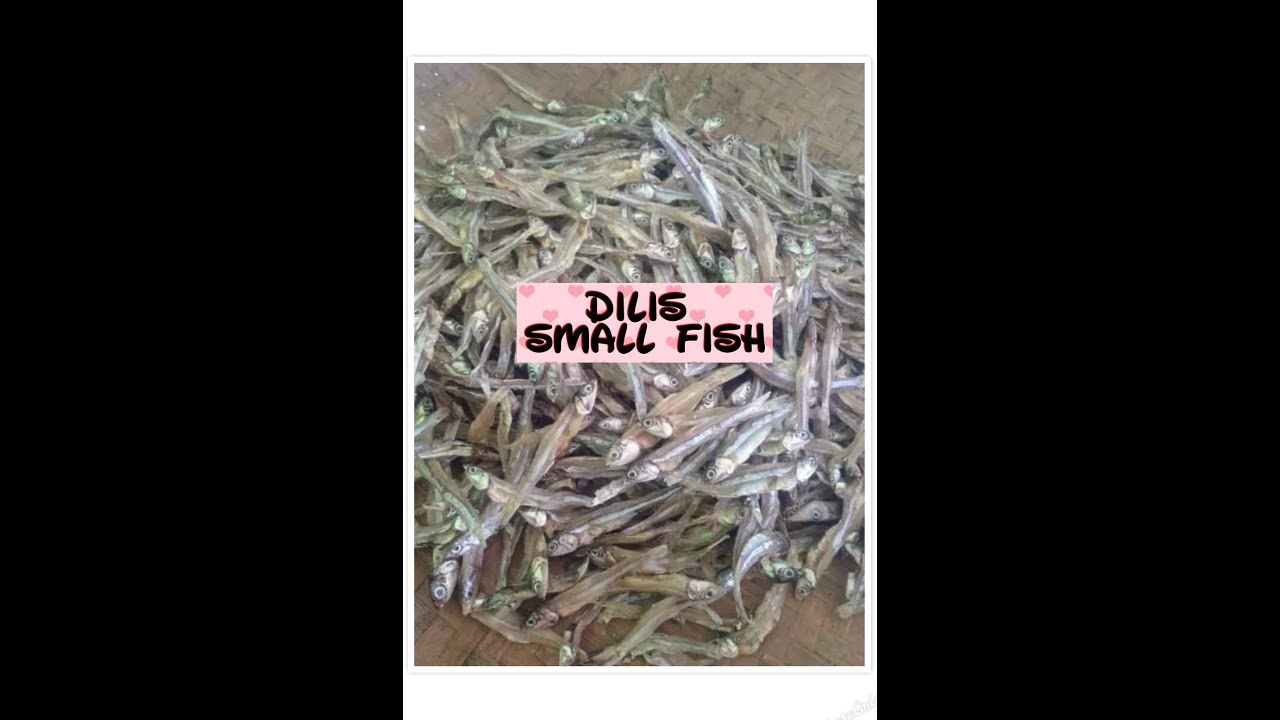Fishing Daklis in Ilokano(Dilis) - YouTube