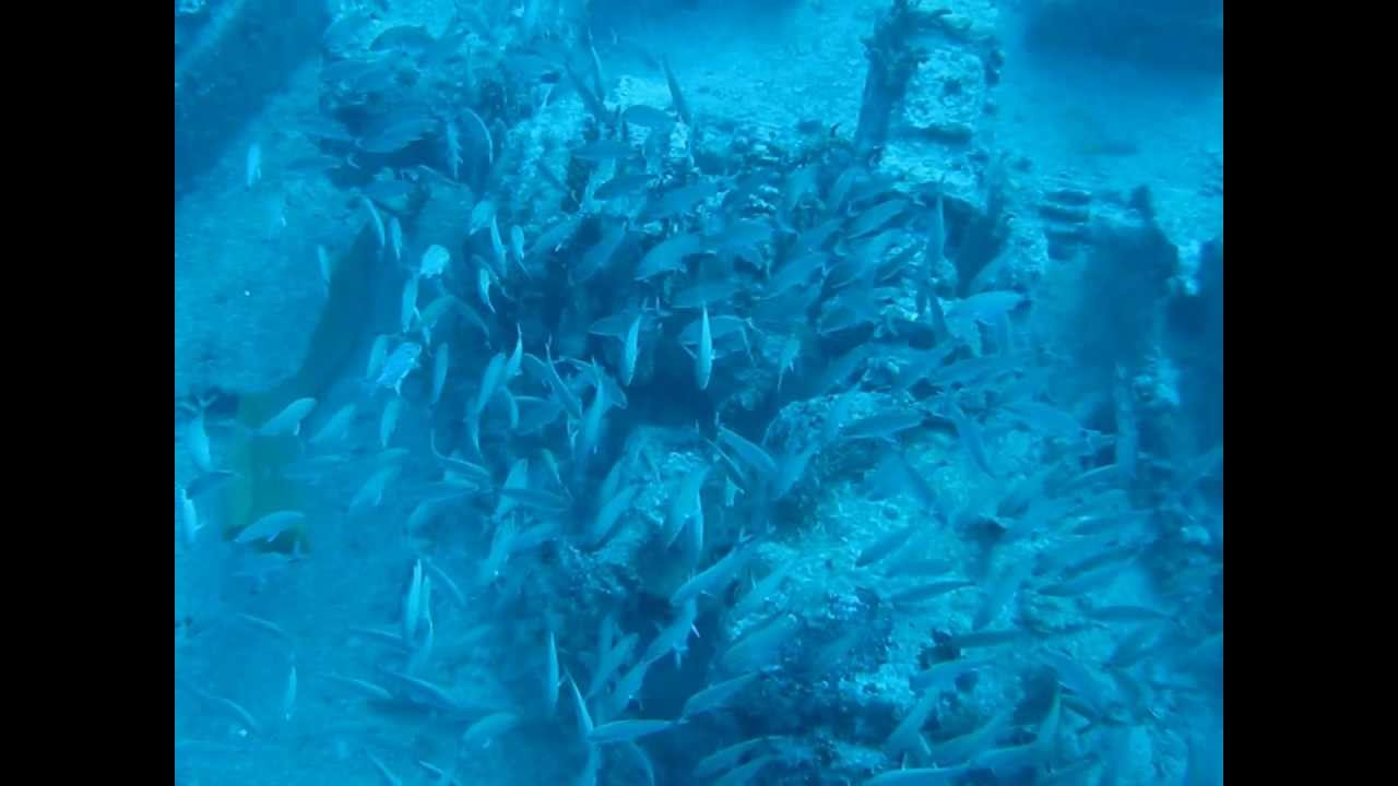 Dive on Adolphus Busch - YouTube