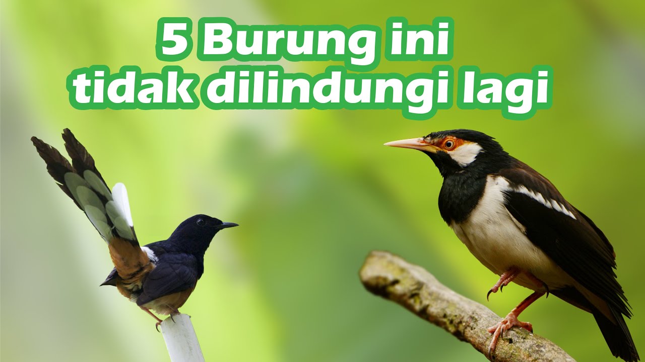 5 Jenis Burung Tak Lagi Dilindungi - YouTube