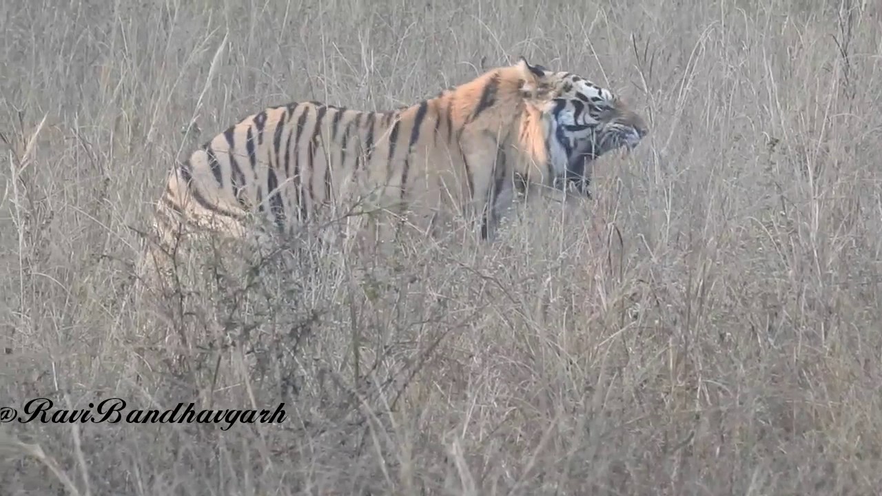 #Tiger Mating - YouTube