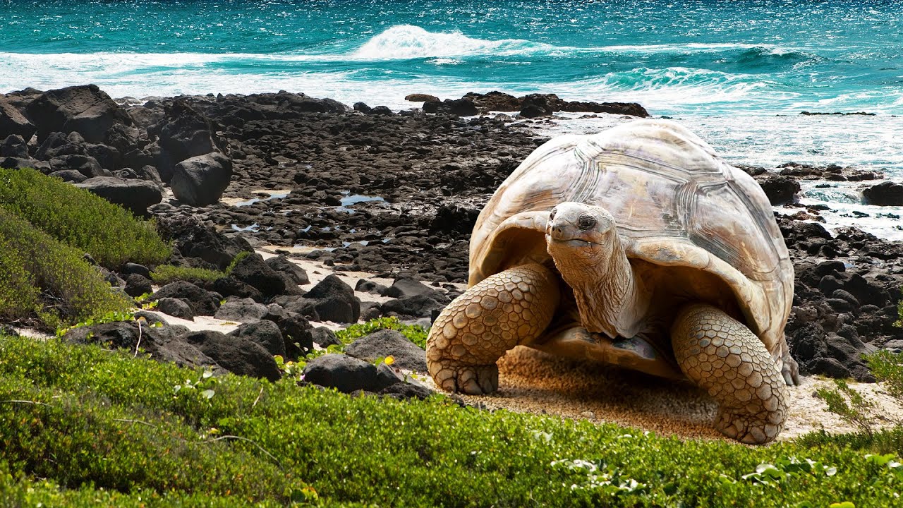 The Incredible Animals Living On Earth's Equator - YouTube