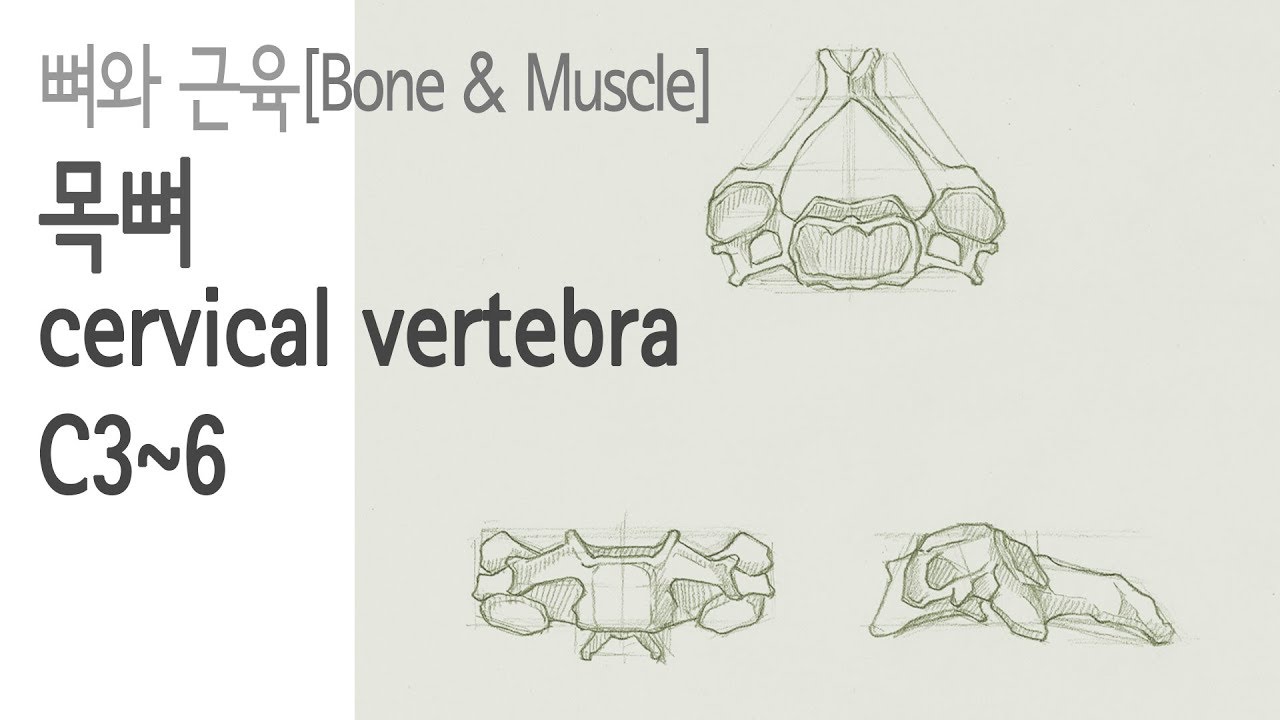 뼈와 근육(Bone & Muscle)07 - 목뼈(cervical vertebra)(C3~6) - YouTube