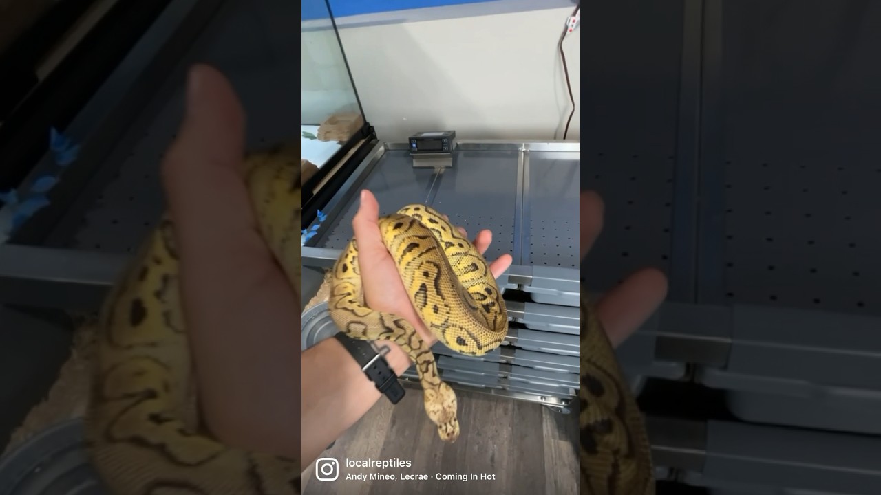 Here’s a snake to brighten your day☀️ PASTEL STRANGER CLOWN #ballpython #ballpythons #snake # ...