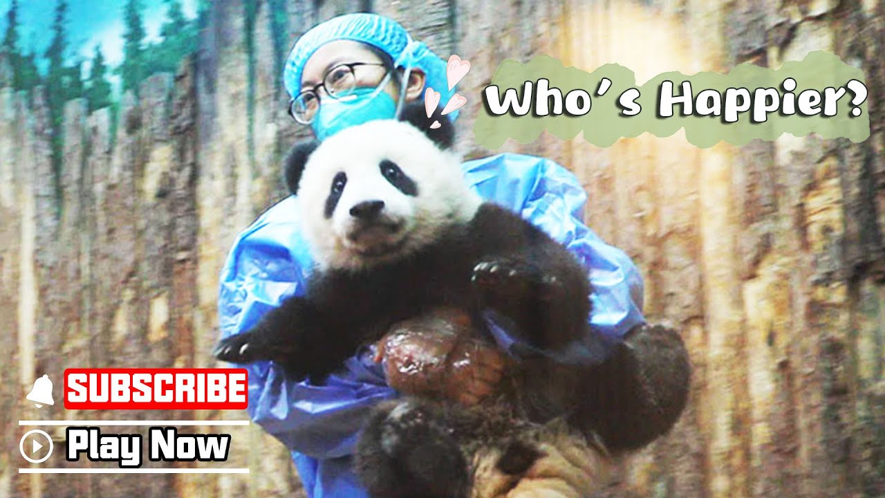 The Grand Prize For Panda Baby Is Nanny’s Warm Cuddle | iPanda - YouTube