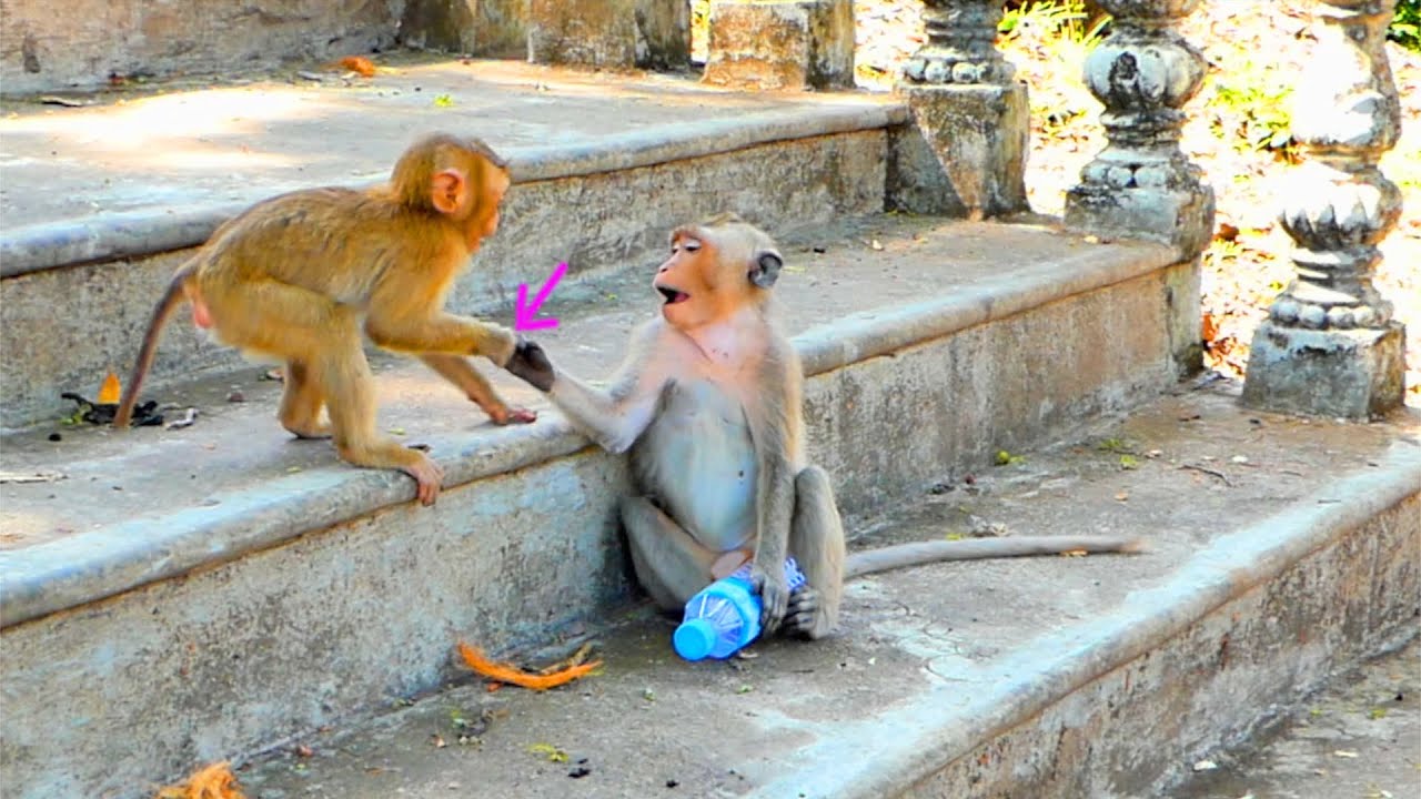 Big company...Smart Baby monkey SARO make MOU with monkey MARTIN for ...
