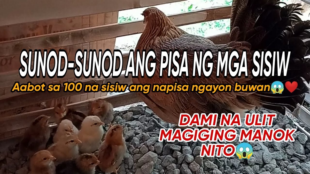 NAGSUNOD-SUNOD ANG PISA NG MGA SISIW | FARM LIFE #sisiw #SISIWNATEXAS # ...