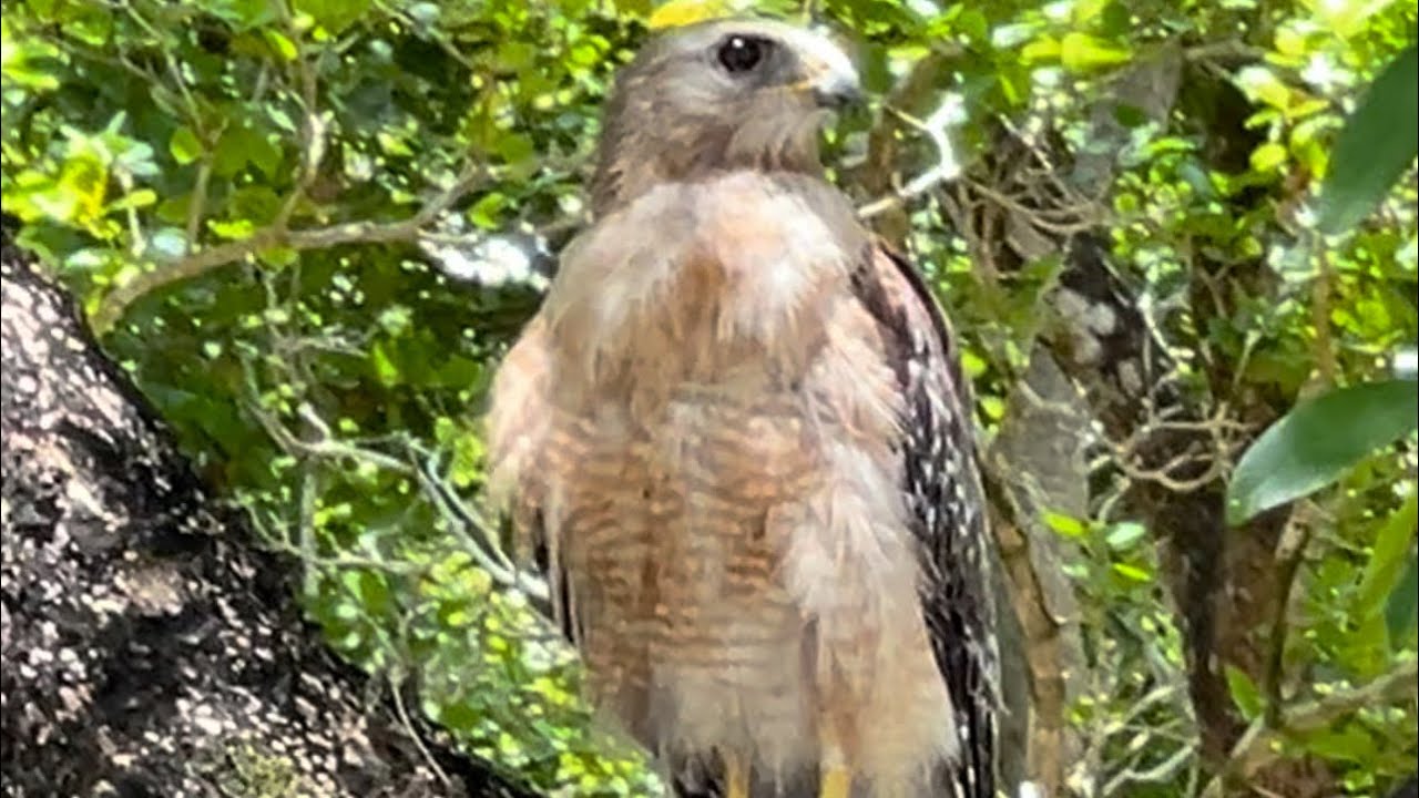 Red shoulder, hawk and red cardinal male. Raw video. - YouTube