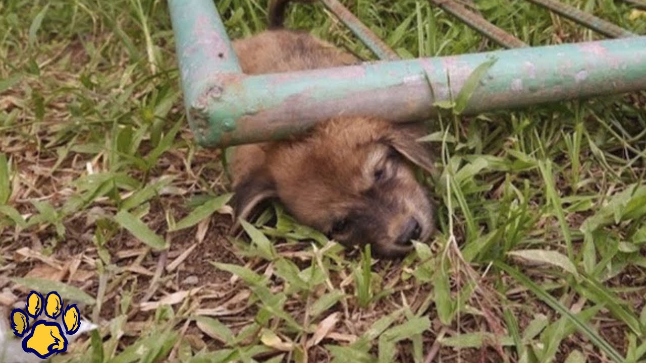 The Puppy Squeaked as Hard As He Could He Was No Longer Able to Endure ...