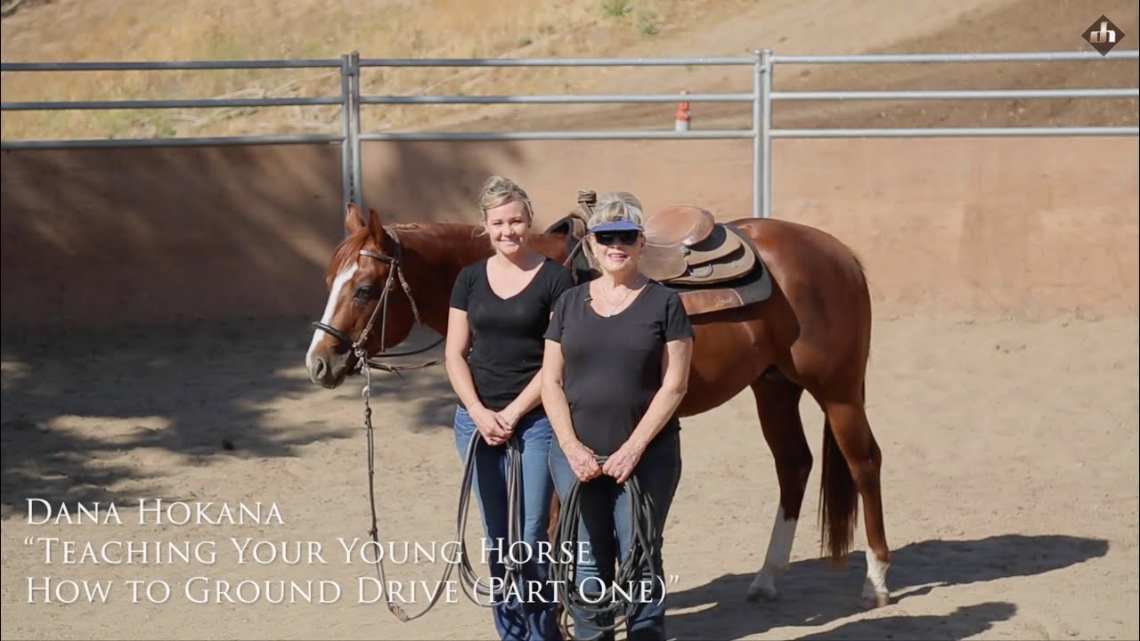 Teaching Your Young Horse How to Ground Drive | Part 1 | TIP - YouTube