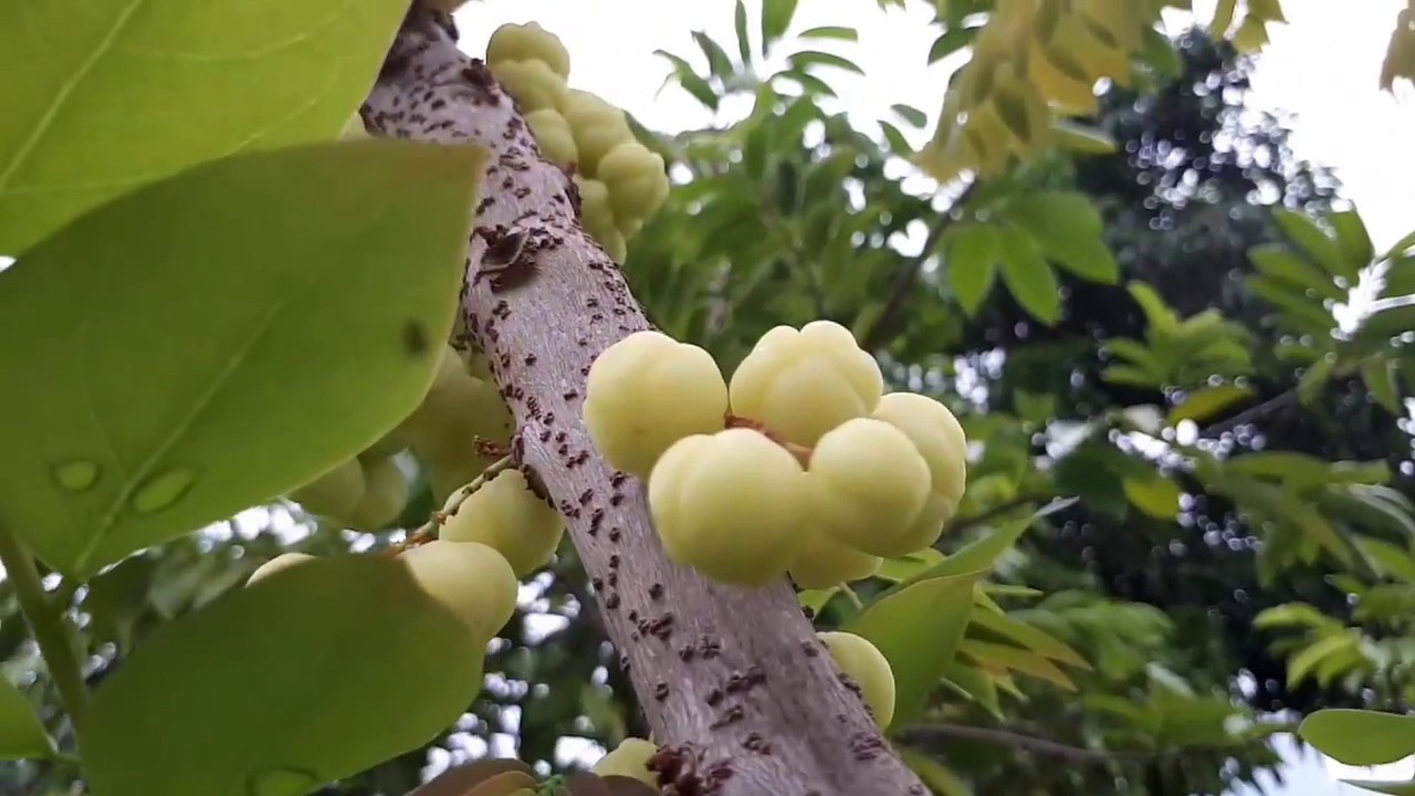Star Gooseberry Fruits on Tree - Plant Collection - YouTube