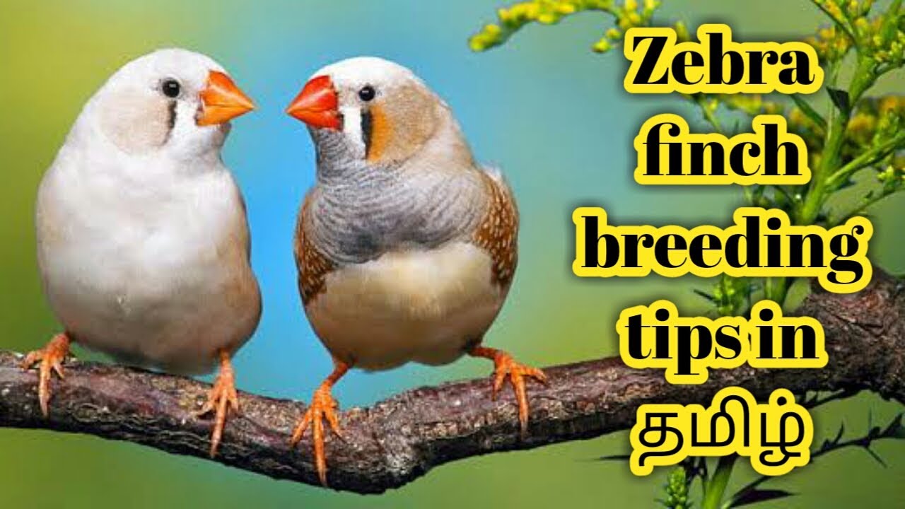Zebra finch breeding tips in tamil - YouTube