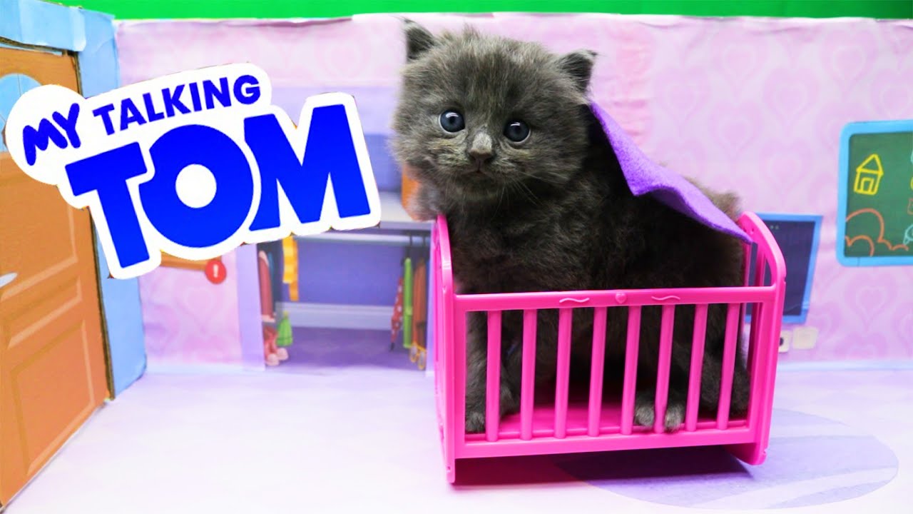 My Talking Tom Friends. My Little Kitten. DIY - YouTube