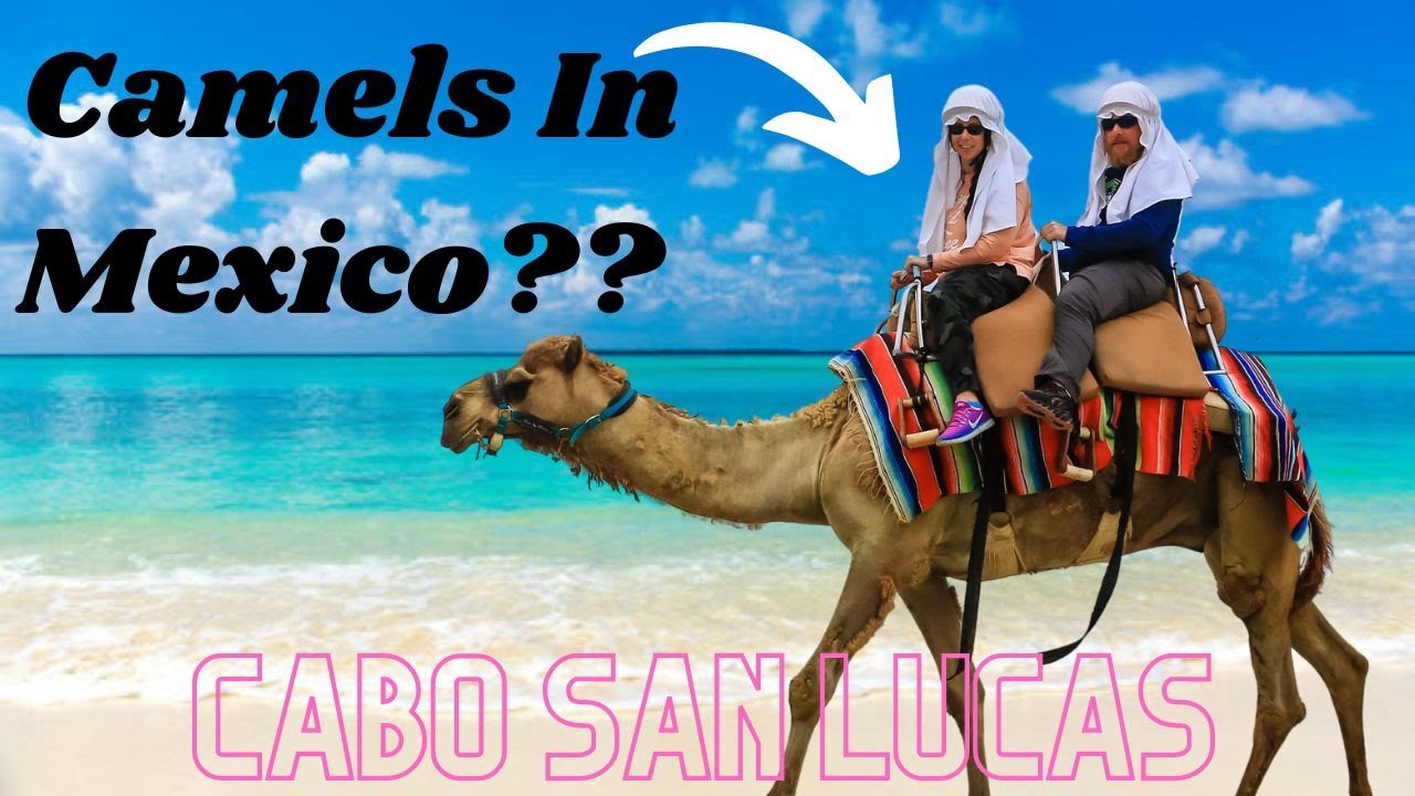 Camel Riding in Cabo San Lucas Mexico!!! Carnival Panorama - YouTube