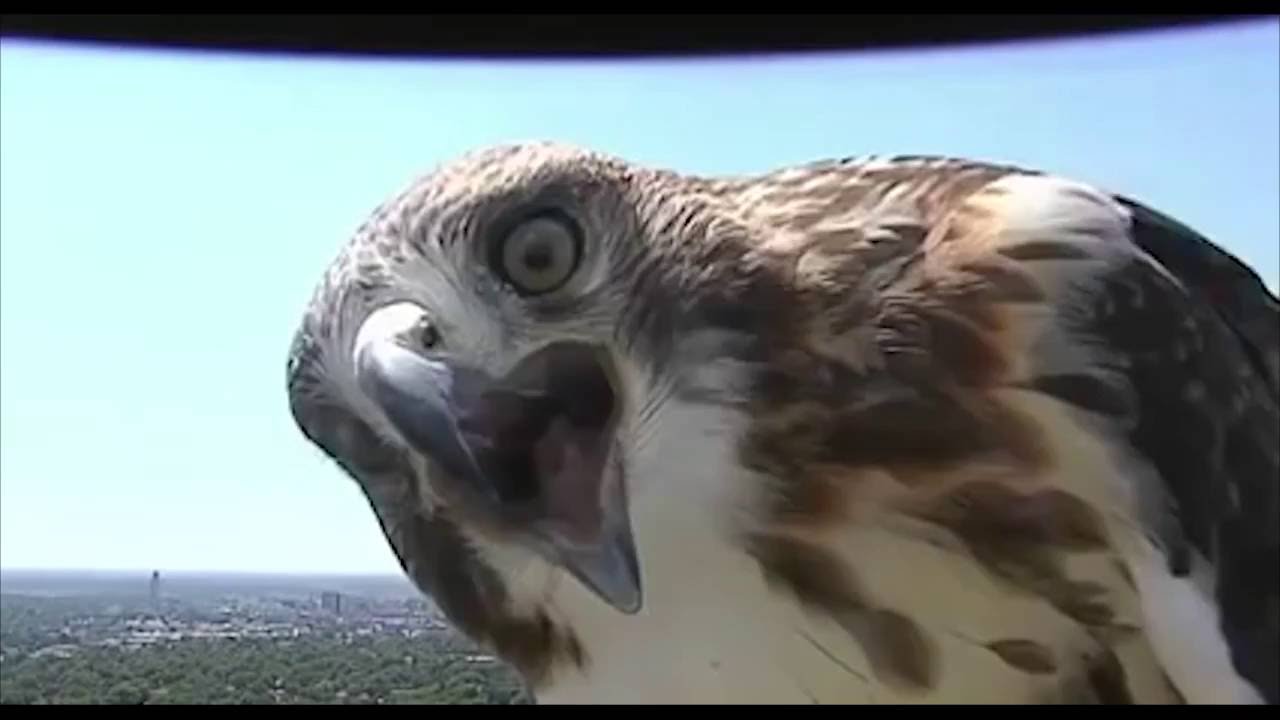 Curious hawk w/Stewie voice *Mommy* - YouTube