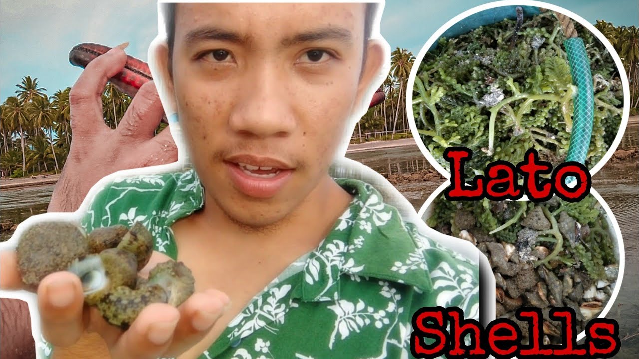 Buhay mangingisda | Lato (Sea grapes) Sanctuary, Different shells ...