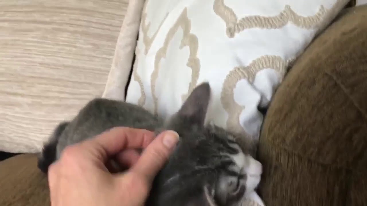 Smokey the Silver Tabby Kitten Cat - YouTube