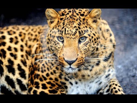 Goofy leopard video--- 😐😐 - YouTube