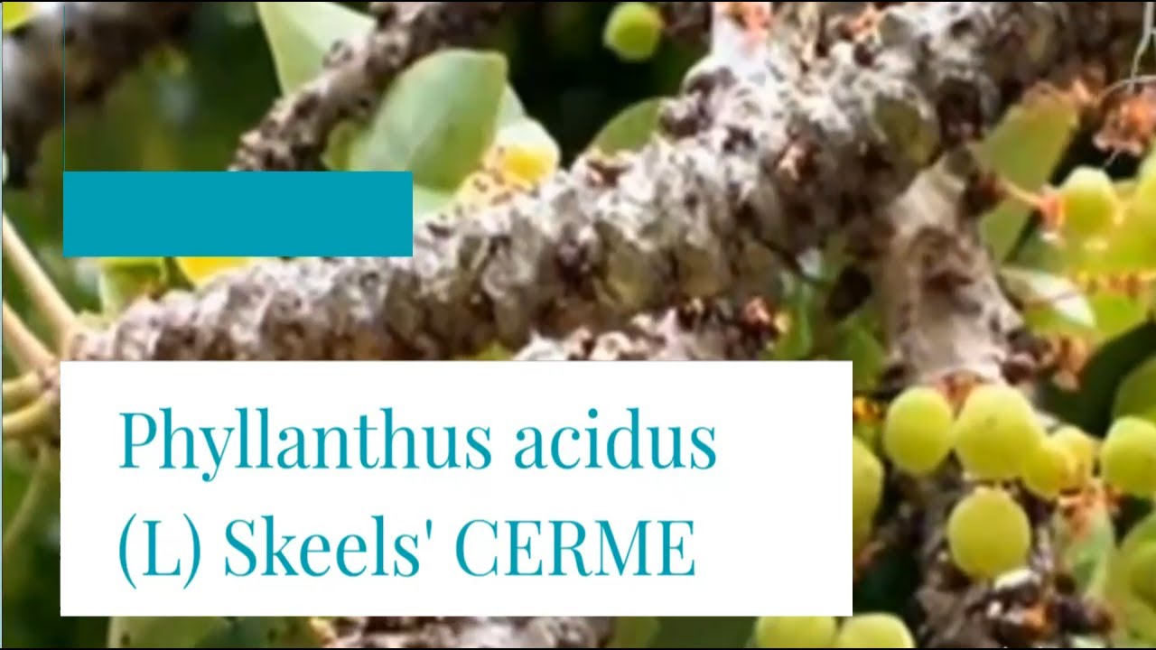 Phyllanthus acidus L Skeels' CERME - YouTube
