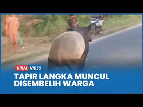 MIRIS, Tapir Langka Muncul di Jalan Lintas Sumatera Disembelih Warga Mesuji