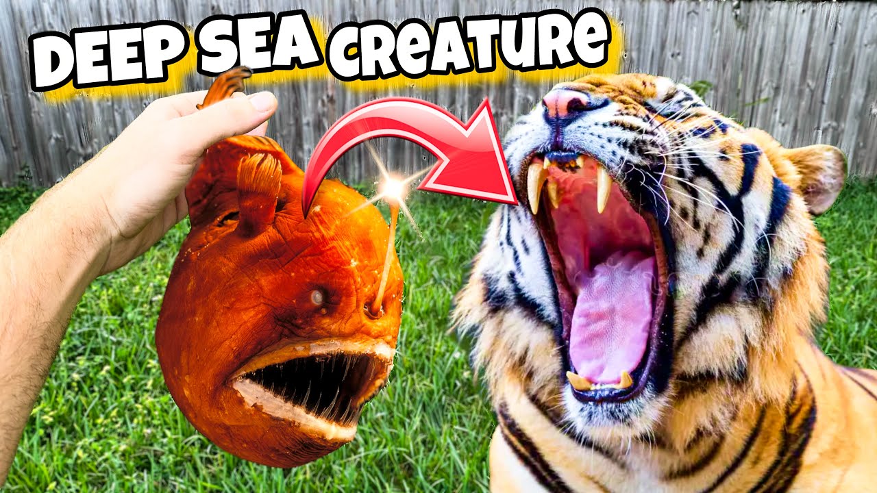 FEEDING TIGERS DEEP SEA CREATURES ! 1000 FT DEEP !! - YouTube