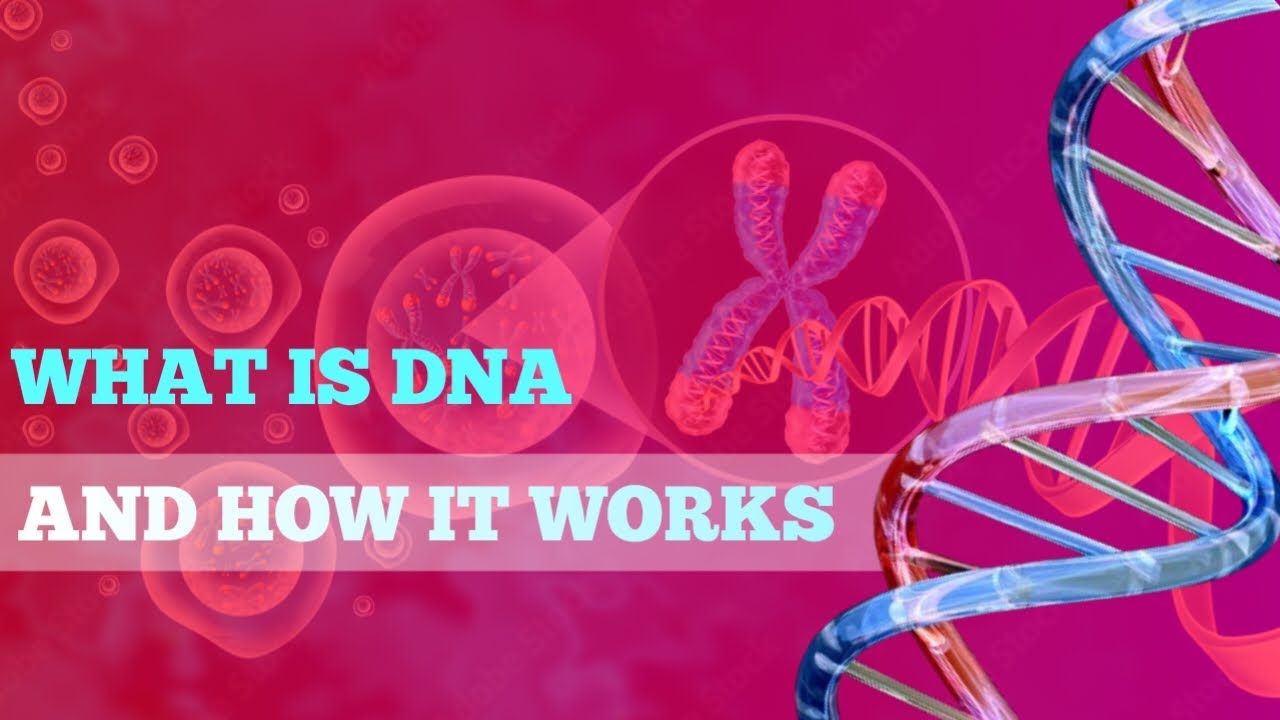 What is DNA and How it Works | DNA Demystified: The Blueprint of Life ...