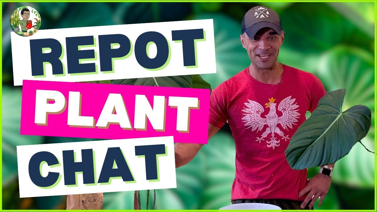 Repot & Chat: Philodendron Dean McDowell Propagation Secrets! - YouTube