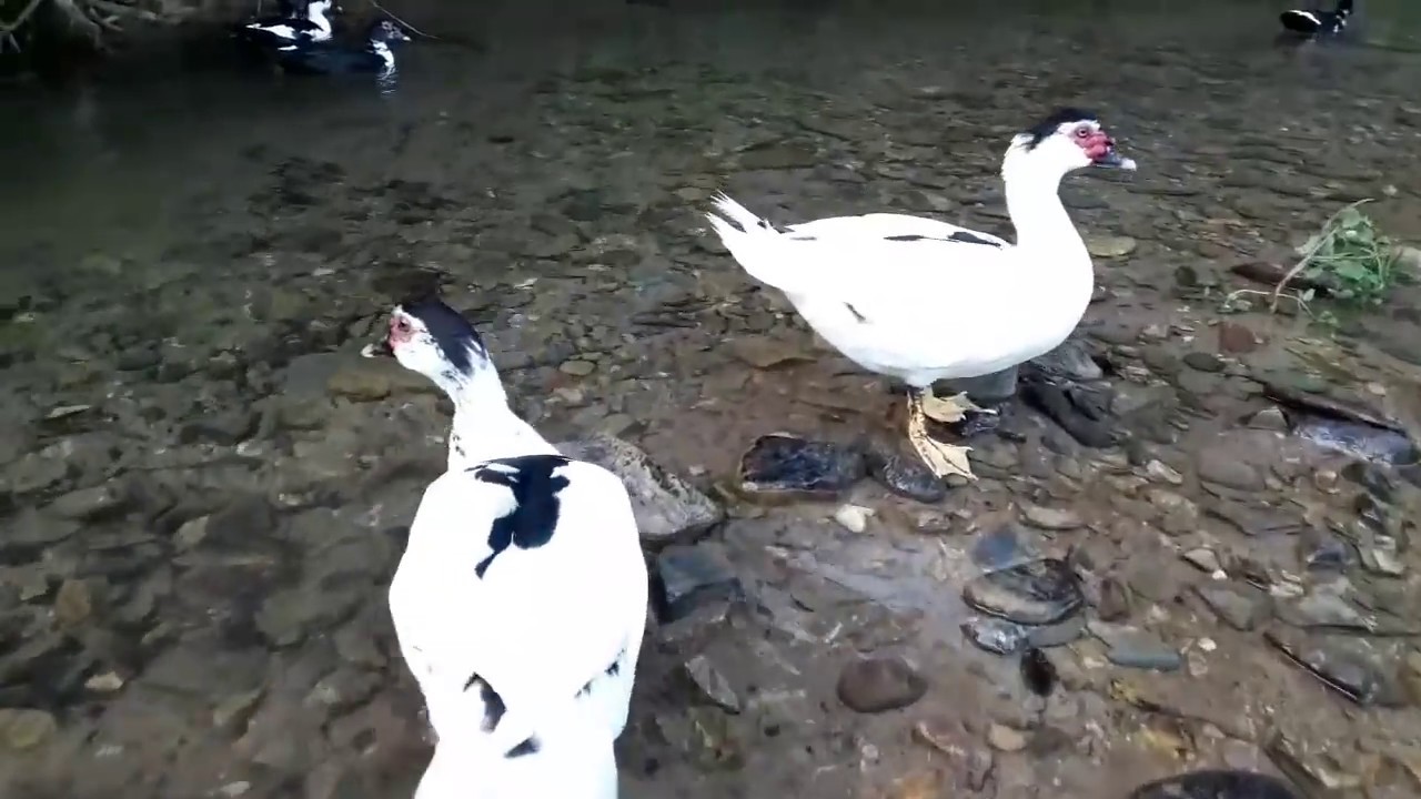 Marreco Rouen, marrecos de Pequim e patos no riacho - YouTube