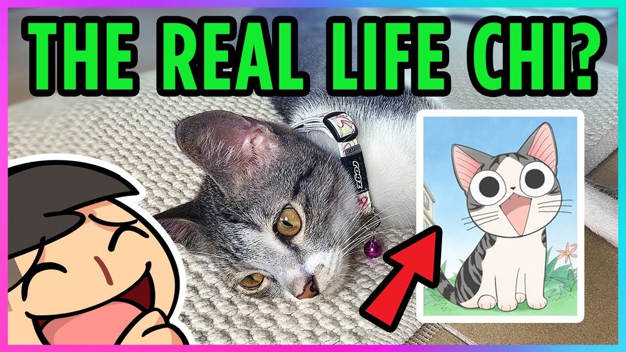 My Cat in an Anime?! Chi's Sweet Home - YouTube