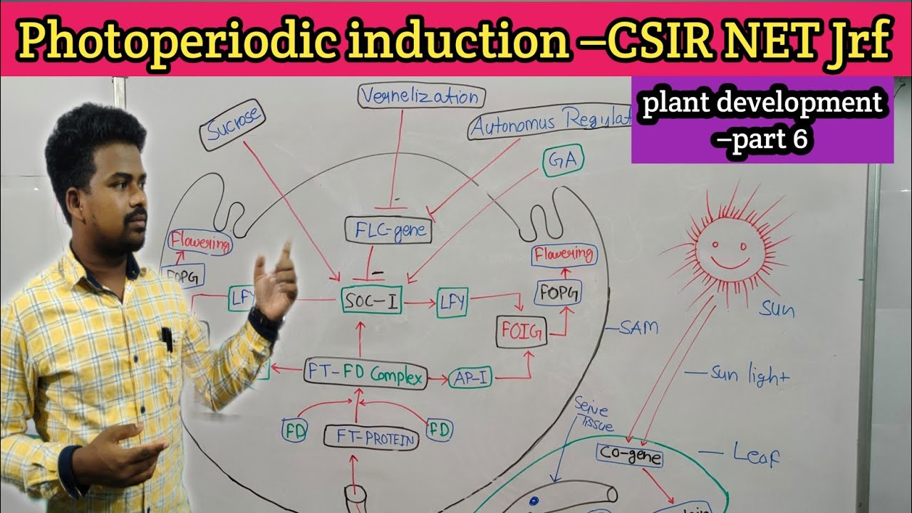 Plant development –6 Photoperiodic induction - YouTube