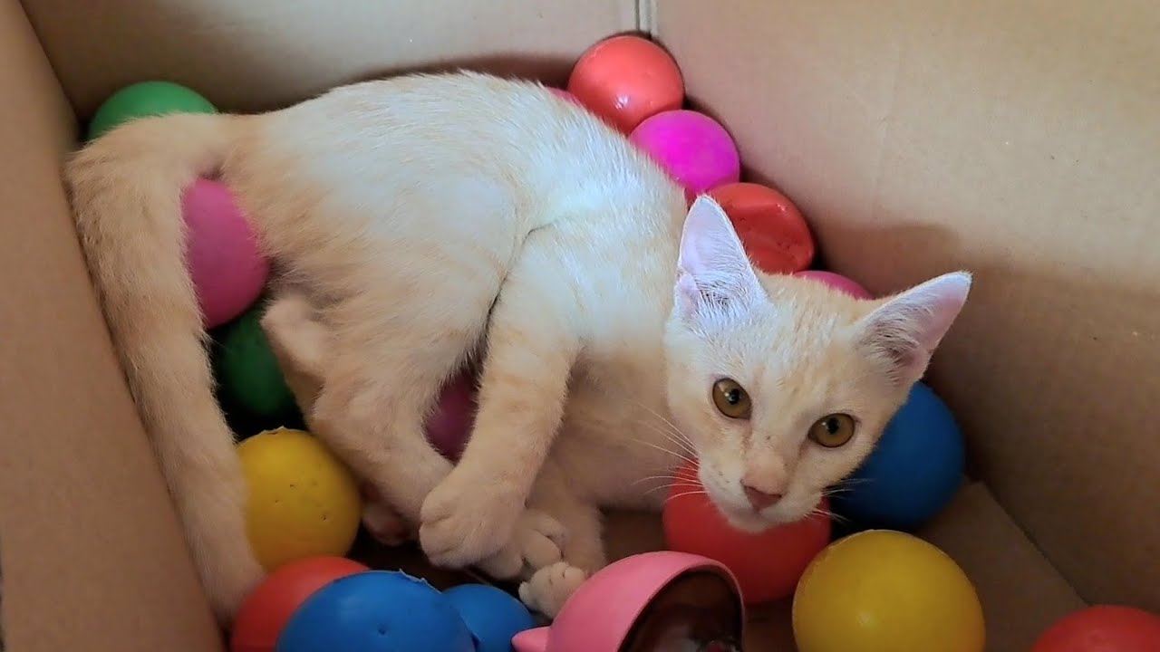 cute kitten playing in ball pit - YouTube