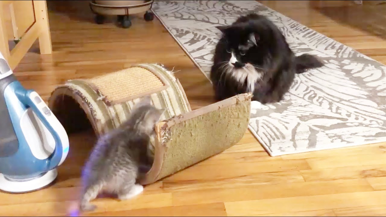 Cat Meets Kitten for the First Time part 2 - YouTube