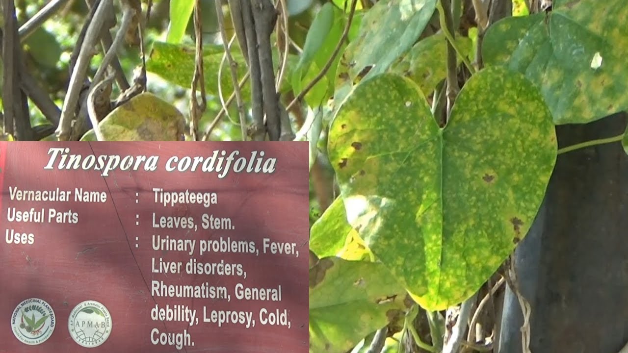 Uses of Tinospora cordifolia || Tippateega || Herbal garden - YouTube