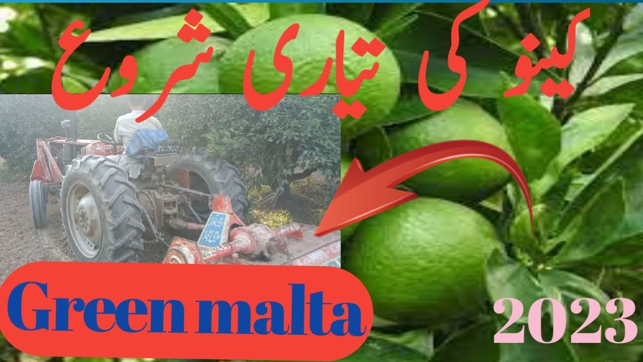 Kino farm|| malta farming || vlog Pakistan|| / malta farming in ...