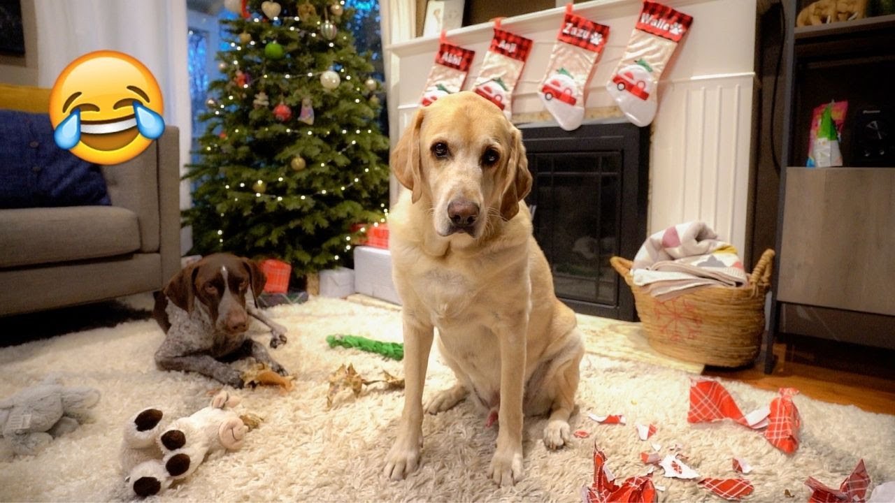Dogs opened everyone's Christmas presents guilt free - YouTube