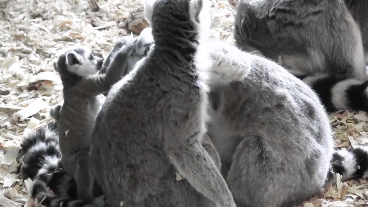 Baby Lemur at the Lake Superior Zoo - YouTube