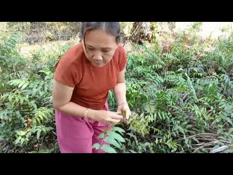 Indai Nyangin Ajak Kita‼️ Misi Mencari Pucuk Kemiding 😂 - YouTube