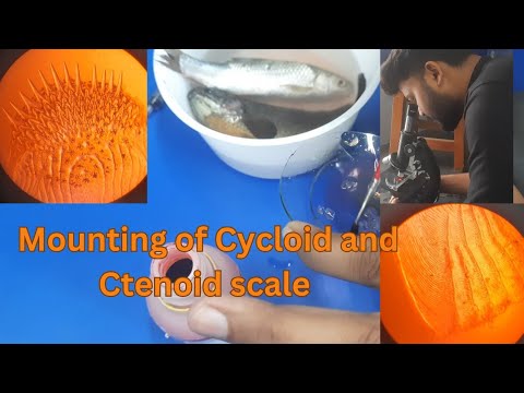Mounting of Cycloid and Ctenoid scales of Fish|| Zoology|| Comparative ...