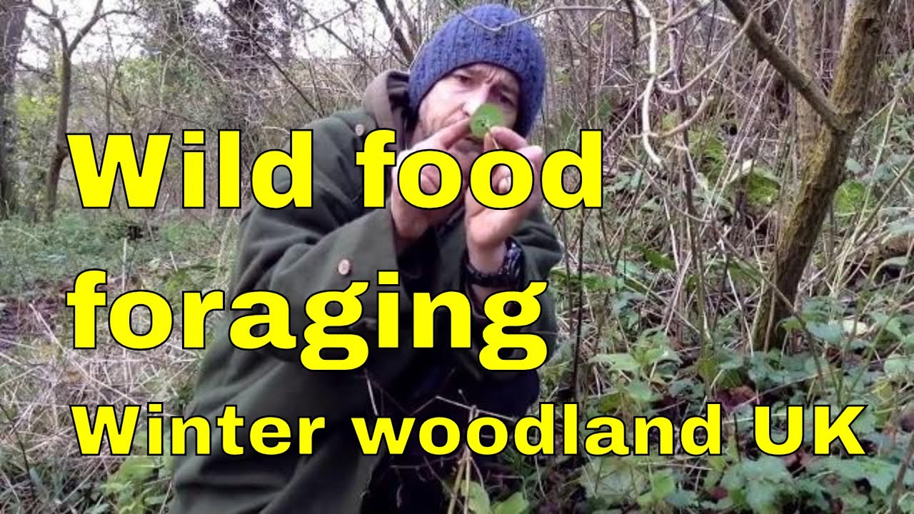 Wild food foraging in British woodland - winter greens - YouTube