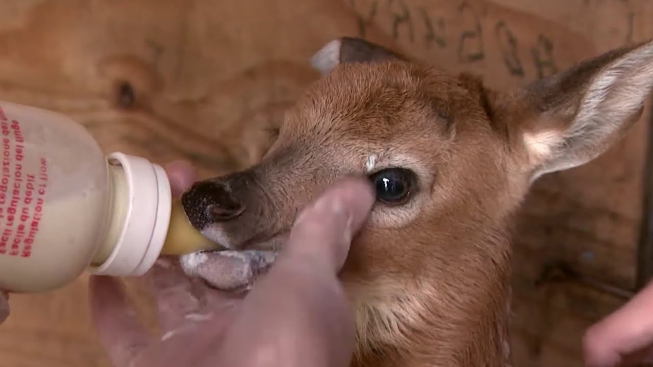 🙀 10 Touching And Inspiring Animal Rescues 🐾🐶 - YouTube