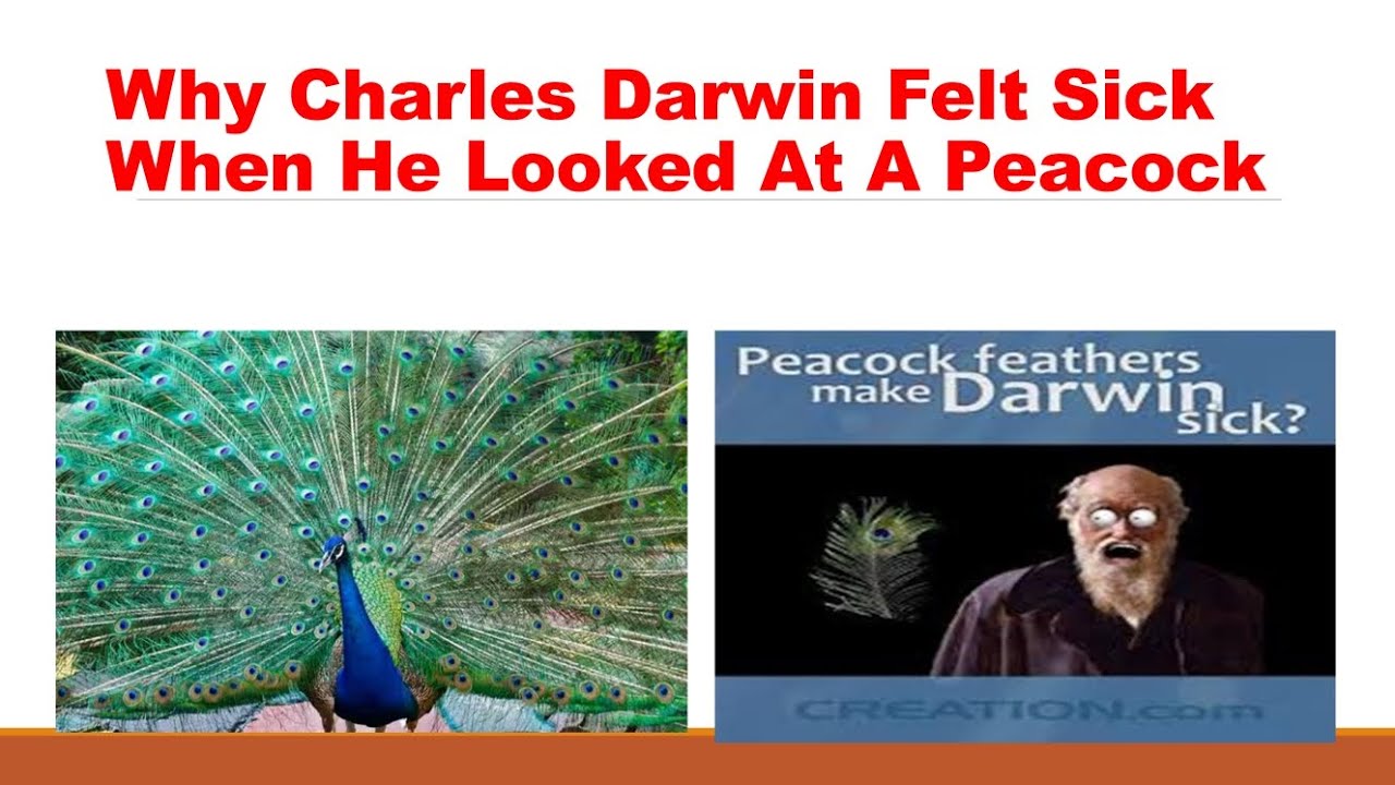 why Darwin feels sick looking at peacock. theory of evolution, survival ...