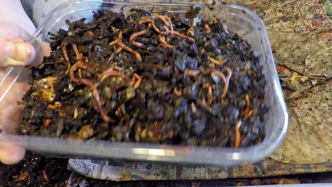 Start new vermicomposting bin with volunteers from 3 busy red wiggler ...