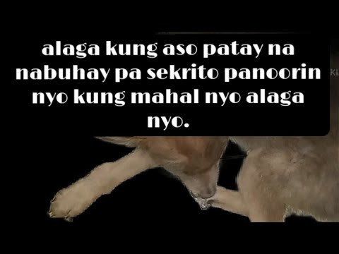 alaga Kung aso patay na nabuhay pa sekrito panoorin nyo Kung Mahal nyo ...