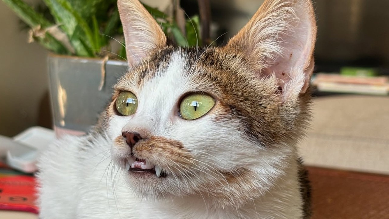 Rare cat has vampire teeth - YouTube